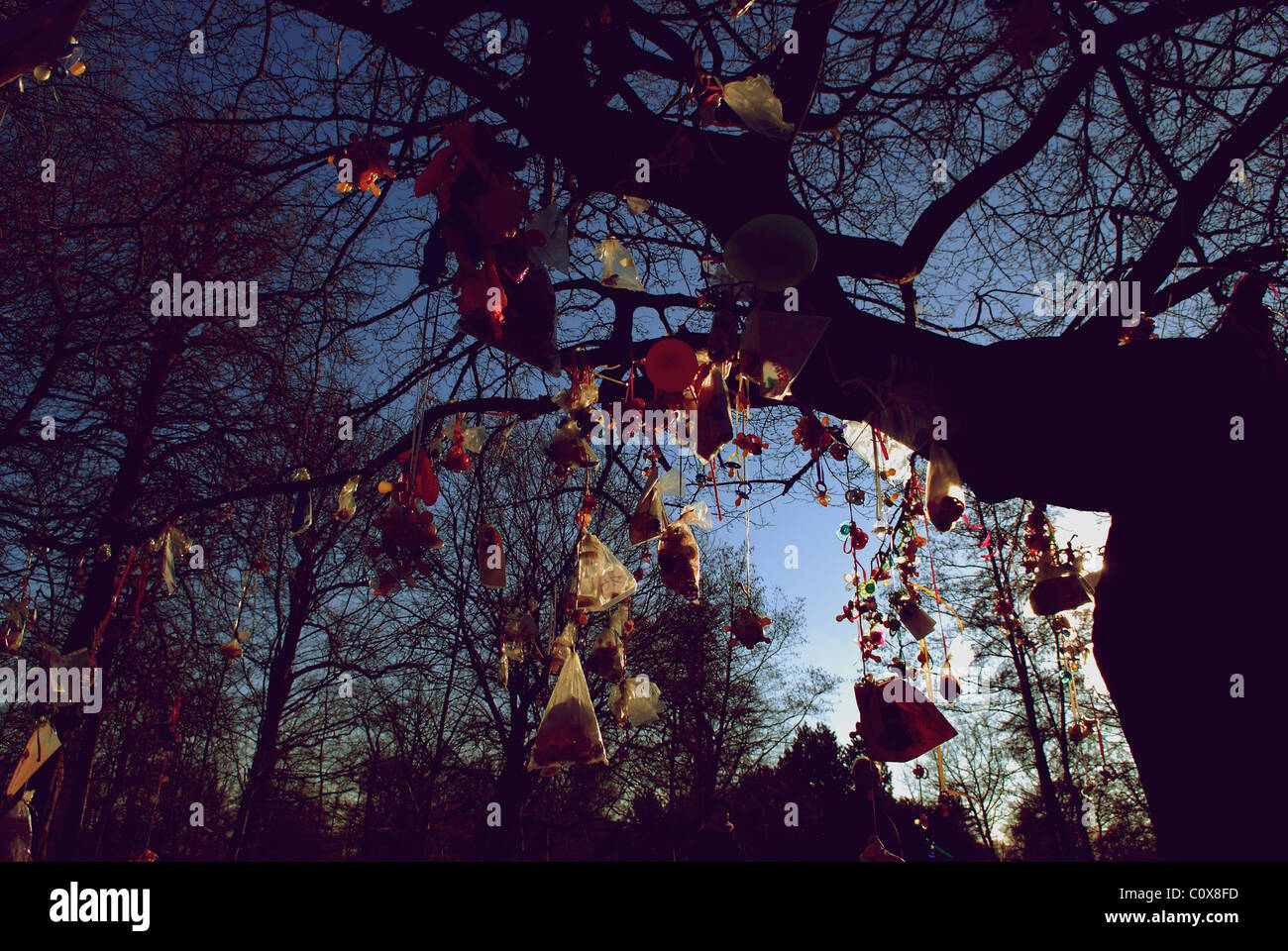 Pacifier branch hi-res stock photography and images - Alamy