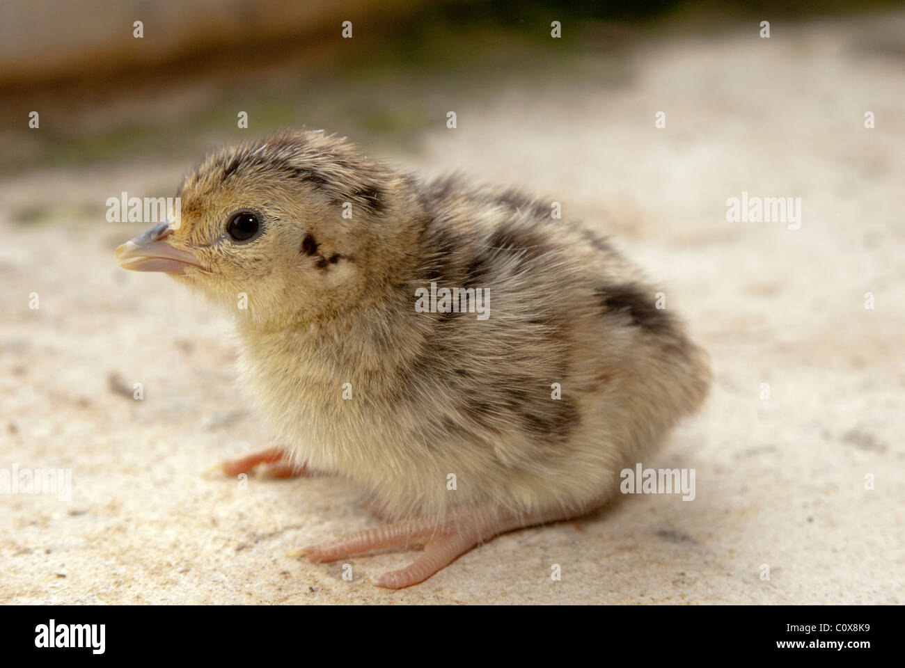 Baby pheasants hi-res stock photography and images - Alamy