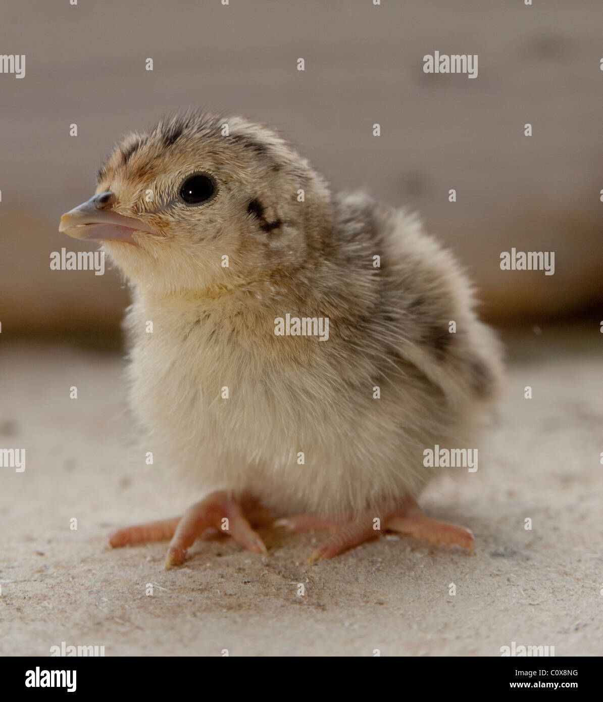 Upright chicken egg hi-res stock photography and images - Alamy