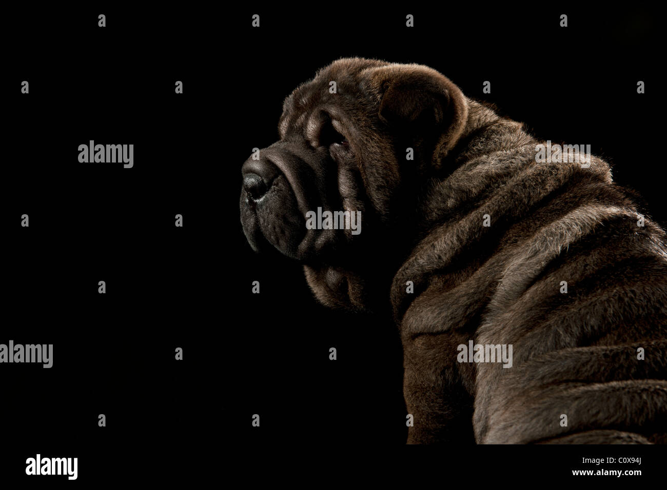 Wrinkly brown chubby shar pei puppy dog dark background Stock Photo - Alamy
