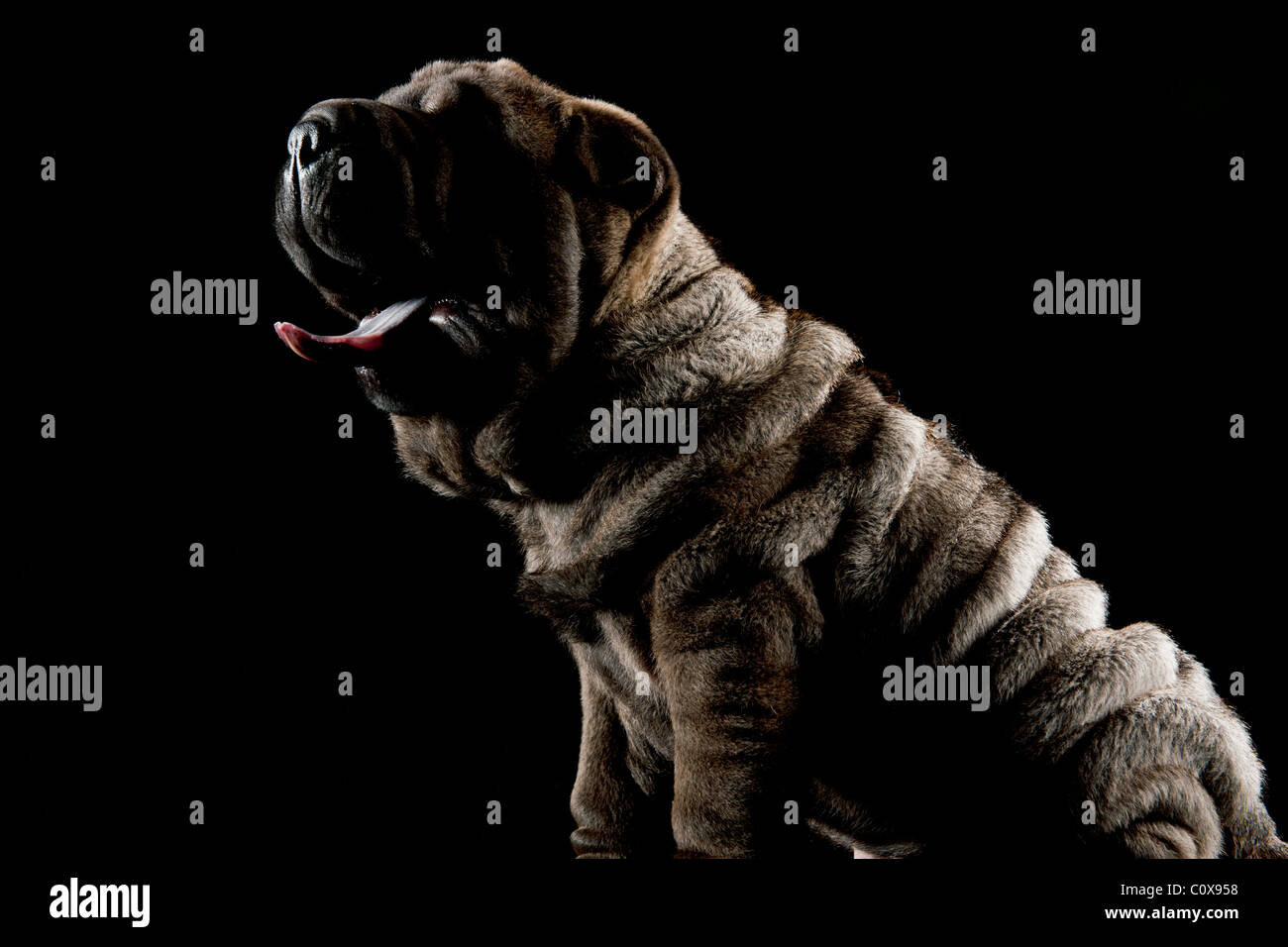 Wrinkly brown chubby shar pei puppy dog yawning tongue out dark ...