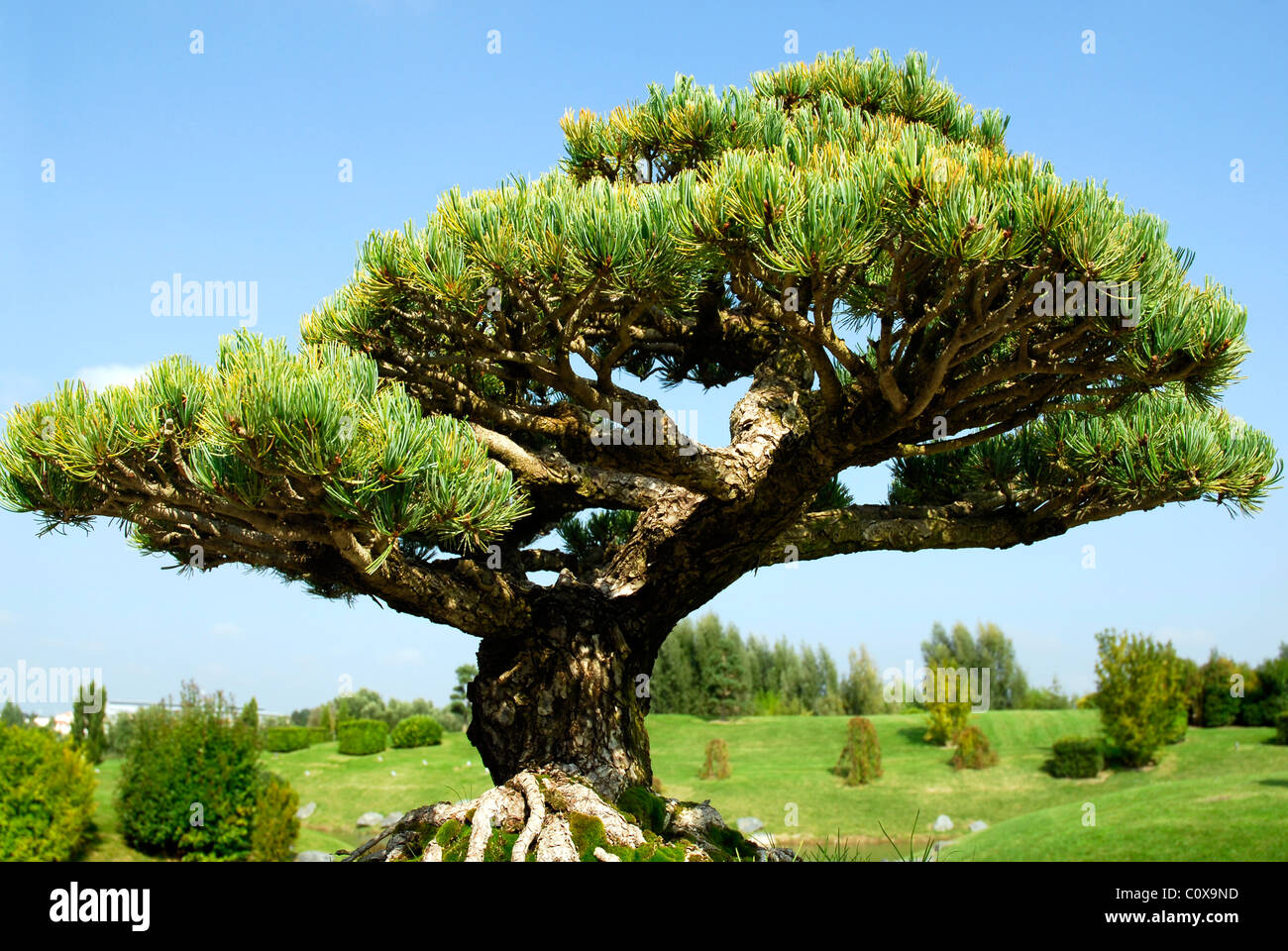 Yew bonsai hi-res stock photography and images - Alamy