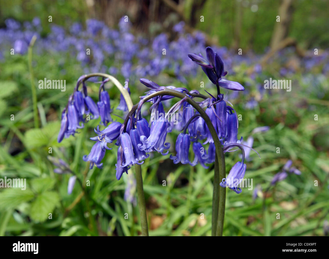 English bluebells hi-res stock photography and images - Alamy
