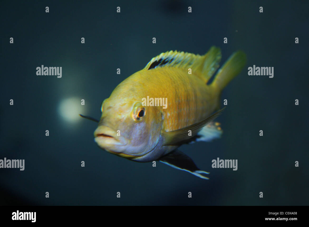 Tropical fish captured underwater Stock Photo - Alamy