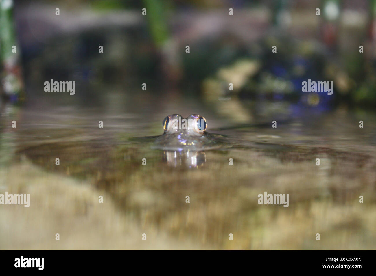 Bug eyed fish captured just above the water line Stock Photo - Alamy