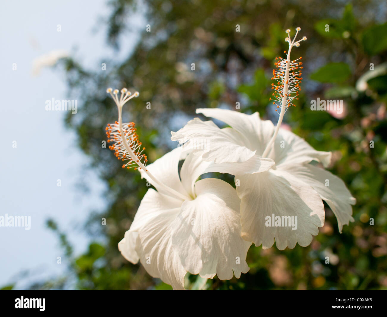 A white hibiscus flowers plant in a tropical garden Stock Photo - Alamy