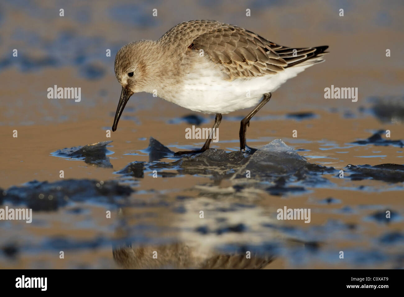 Adult winter plumage dunlin walking hi-res stock photography and images ...