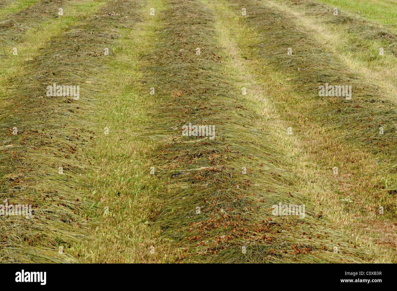 Smell of cut grass hi-res stock photography and images - Alamy