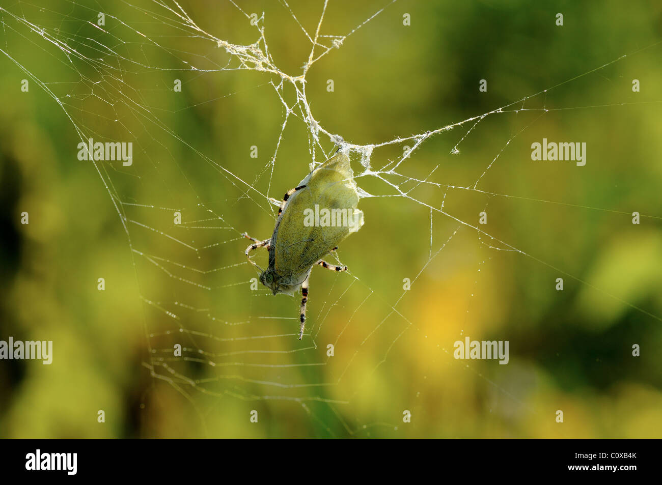 Butterfly captured in spiders web Stock Photo - Alamy