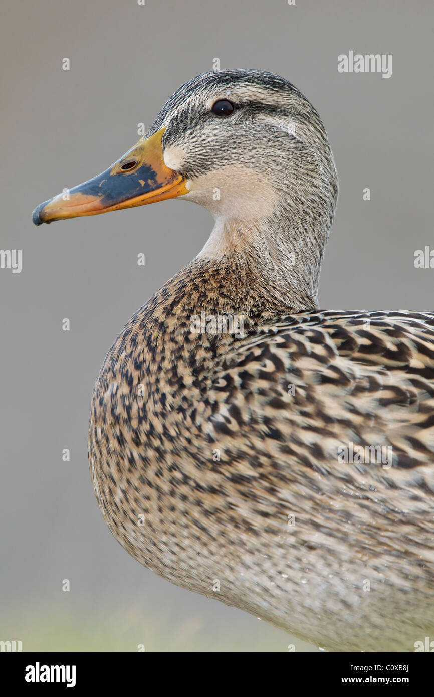 Mallard duck head hi-res stock photography and images - Alamy