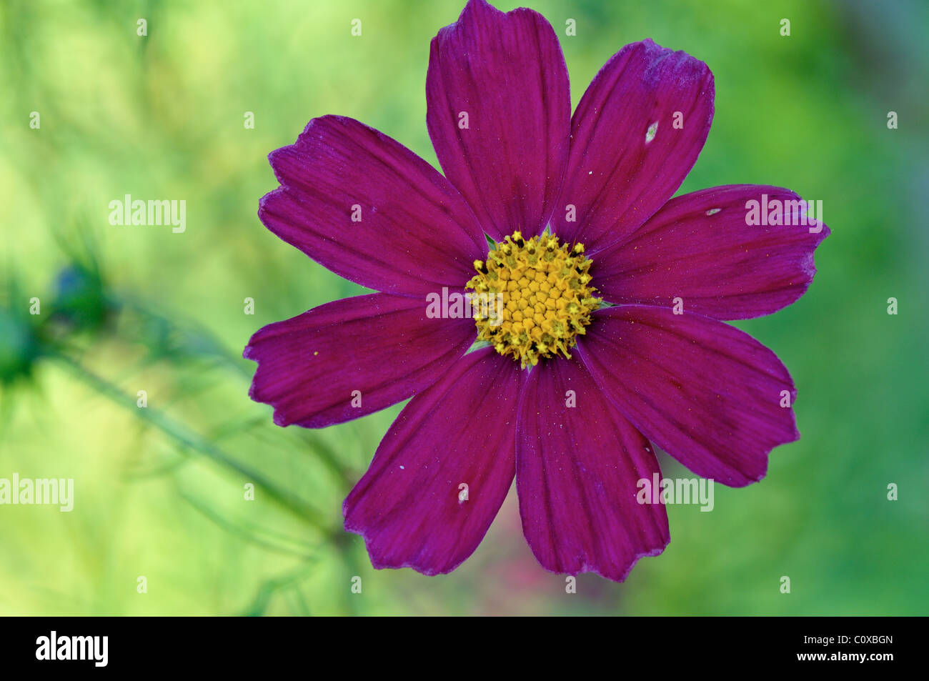 Cosmos flower in the garden Stock Photo - Alamy
