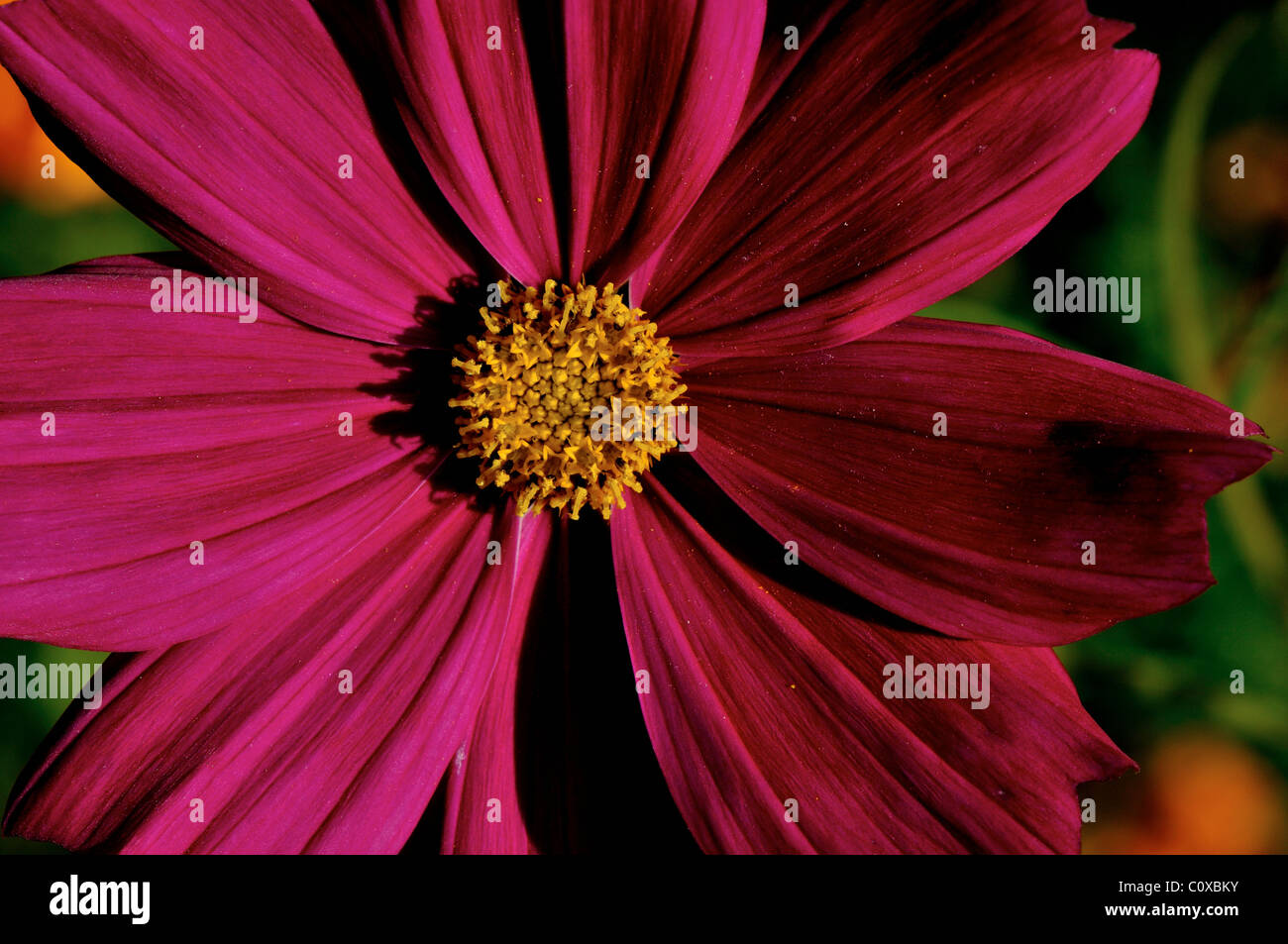 Garden flower -cosmos Stock Photo - Alamy