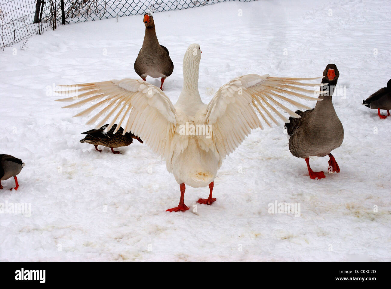White domesticated goose in barn yard Stock Photo - Alamy