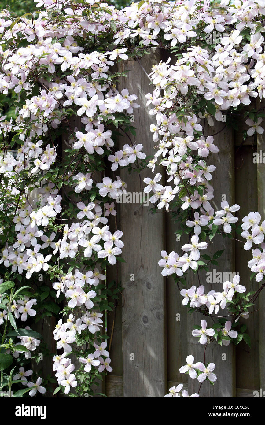 Clematis hangs in the fence in the garden Stock Photo - Alamy