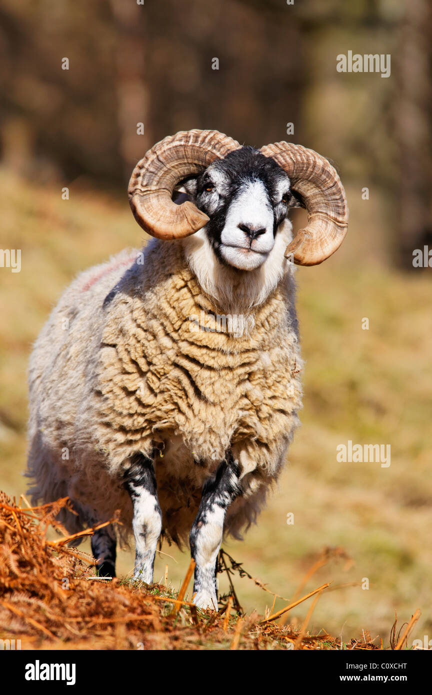Ram With Horns Stock Photos & Ram With Horns Stock Images - Alamy