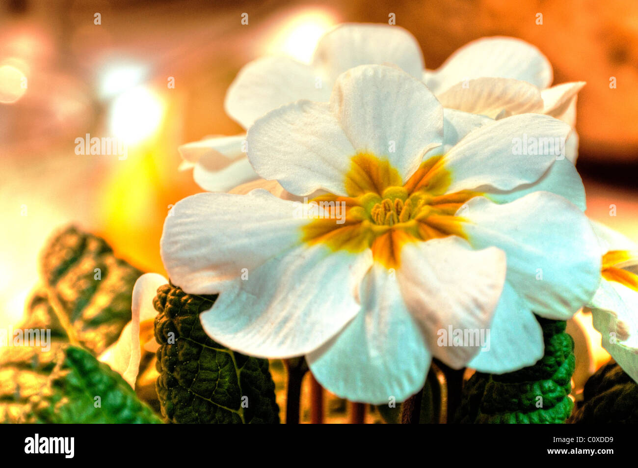 Little flower decoration hi-res stock photography and images - Alamy