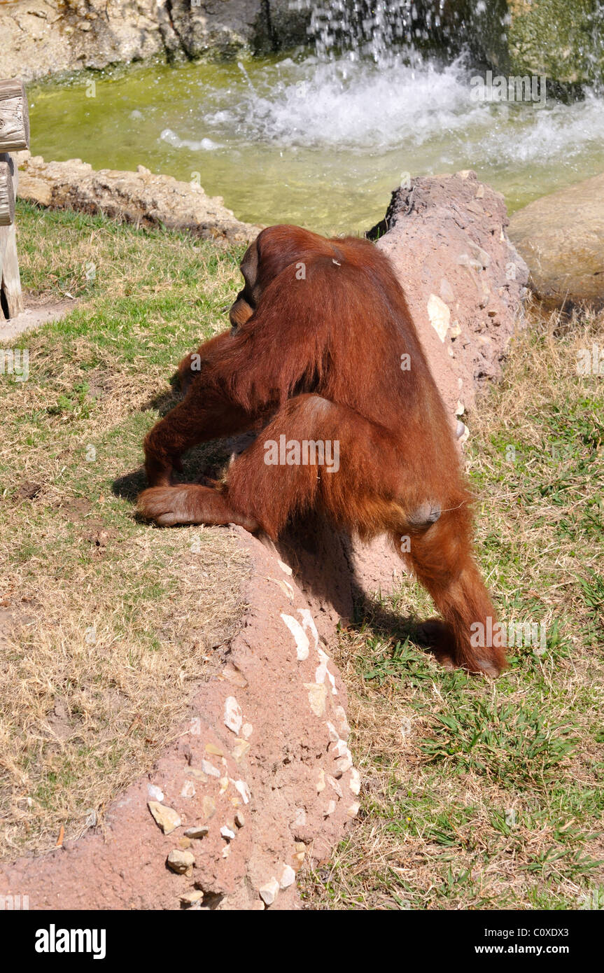 Apes climbing hi-res stock photography and images - Alamy