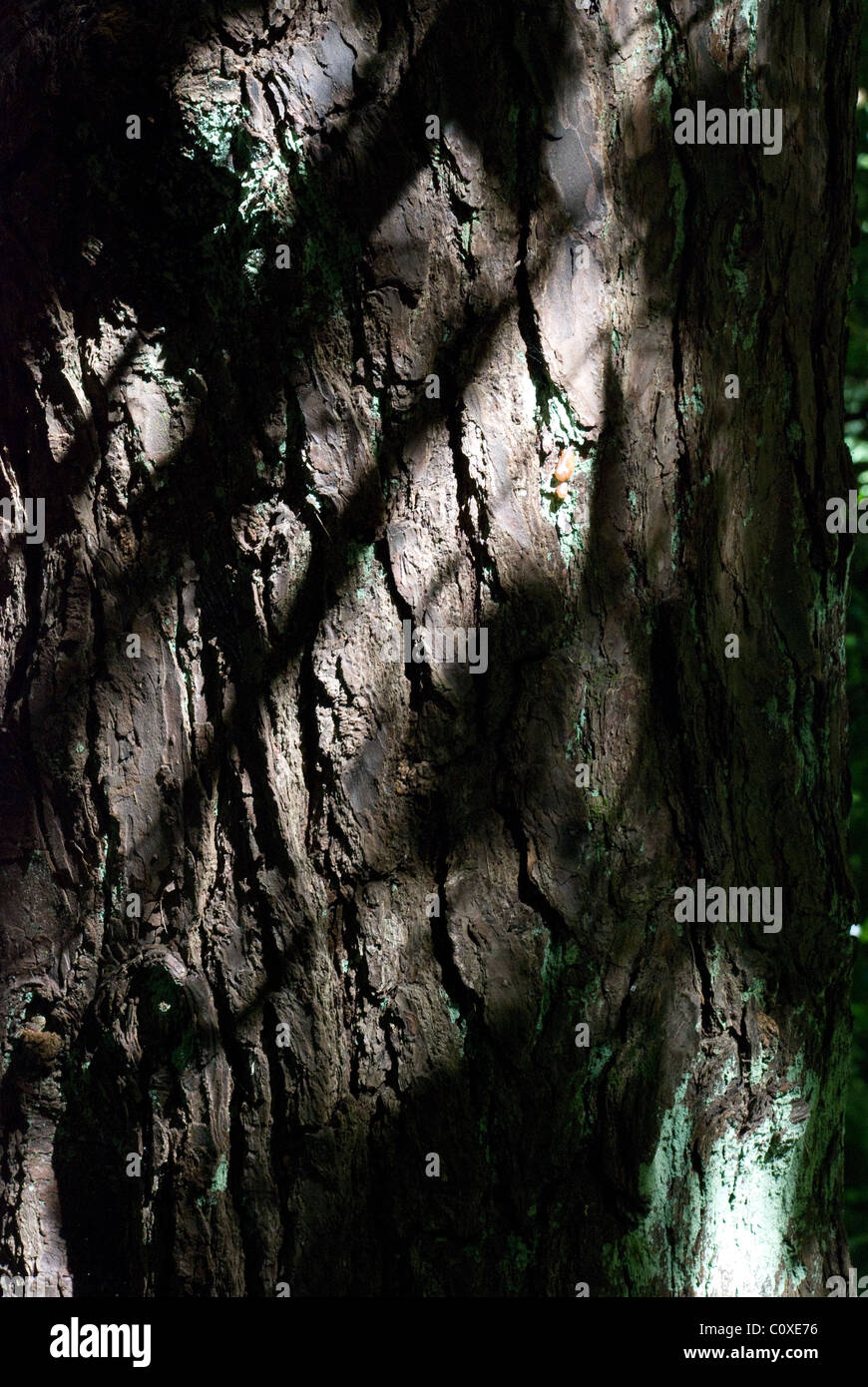 Texture of bark on trunk of tree. New Zealand Stock Photo - Alamy