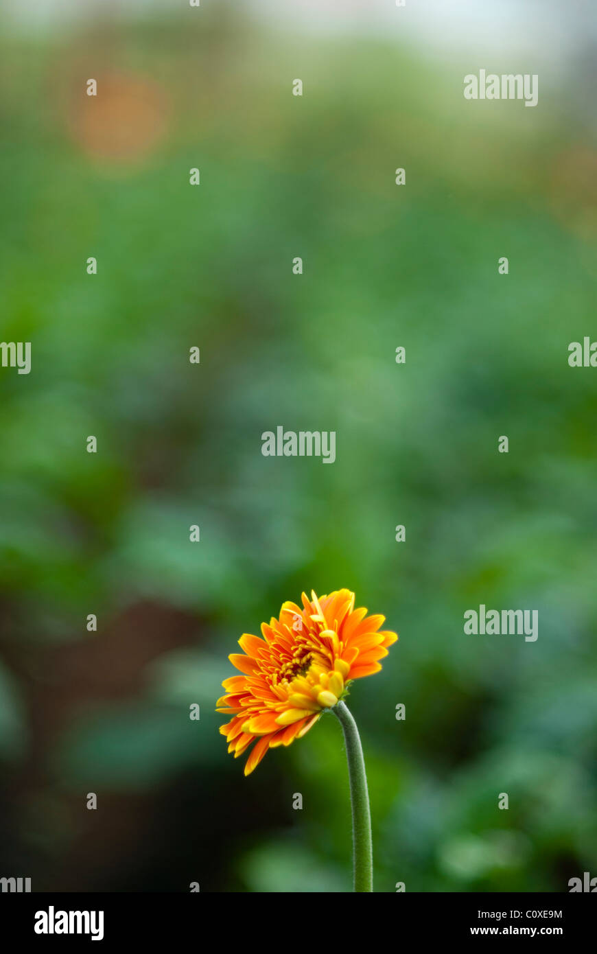 Gerbera farm hi-res stock photography and images - Alamy