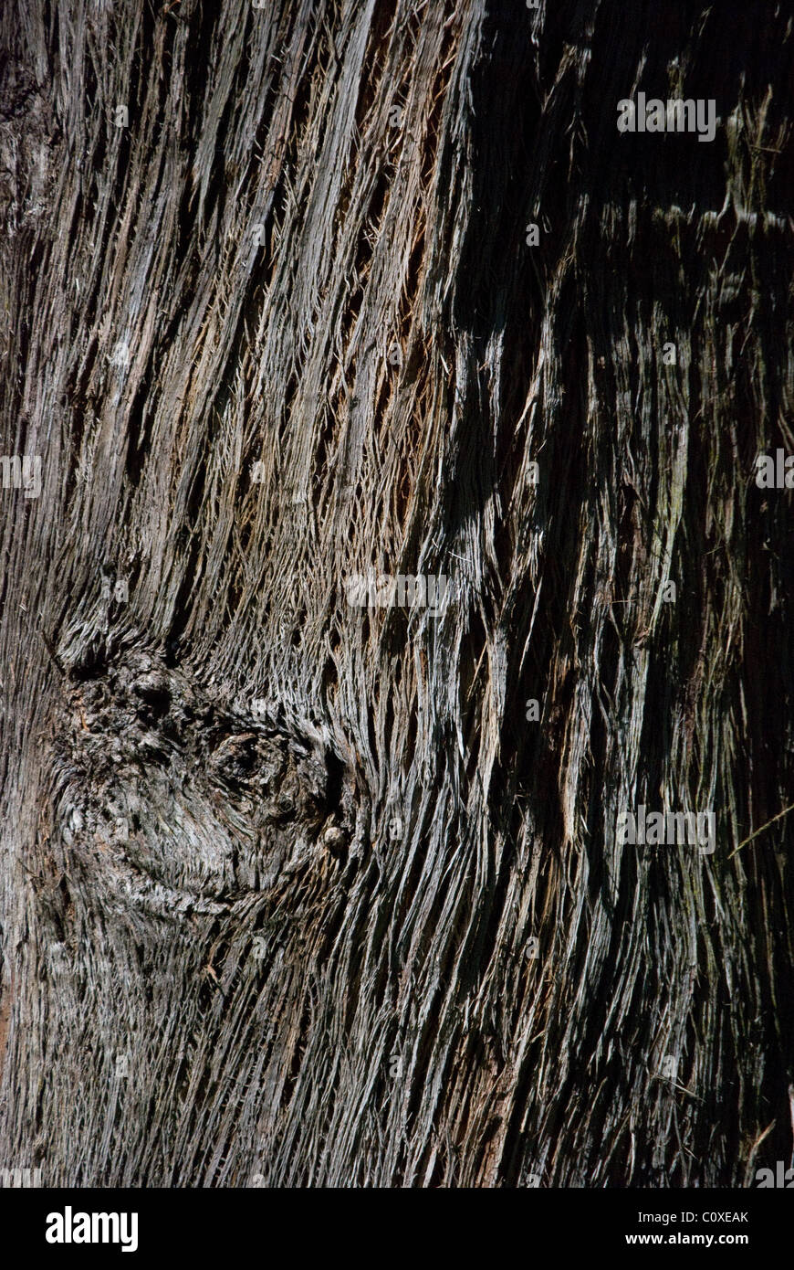 Texture of bark on trunk of tree. New Zealand Stock Photo - Alamy