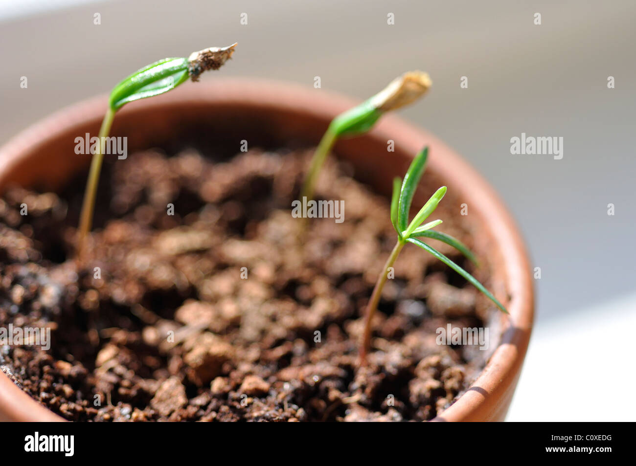 Balsam fir sprout Stock Photo - Alamy