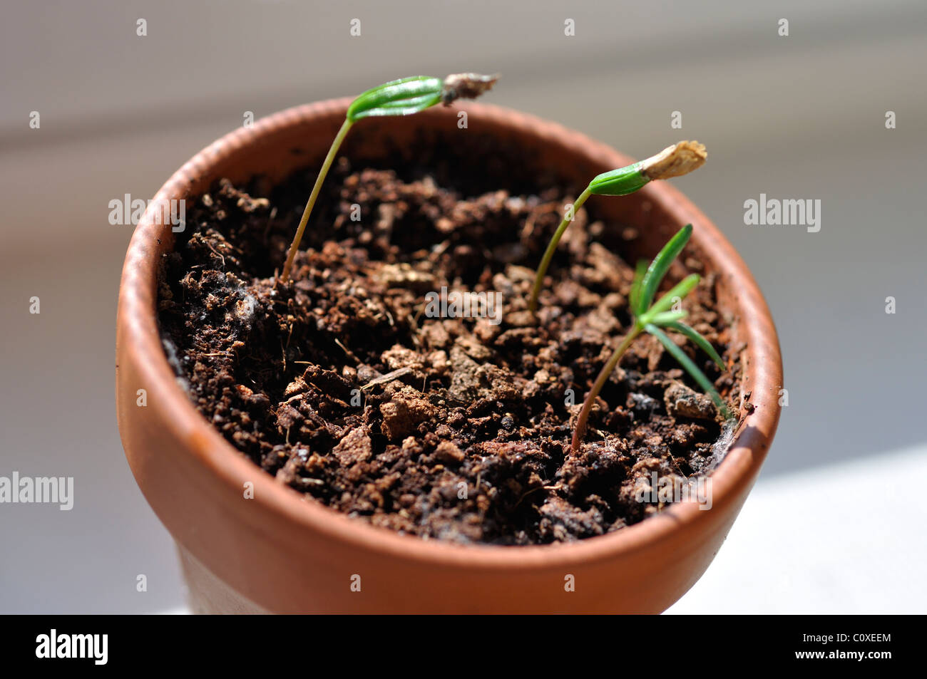 Balsam fir sprout Stock Photo - Alamy