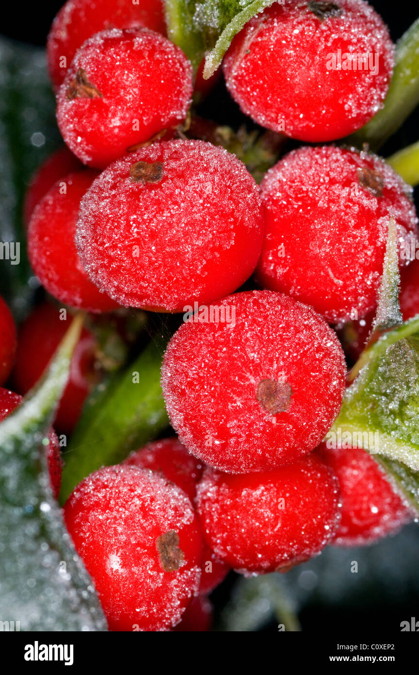 Frost on red holly berries Stock Photo - Alamy