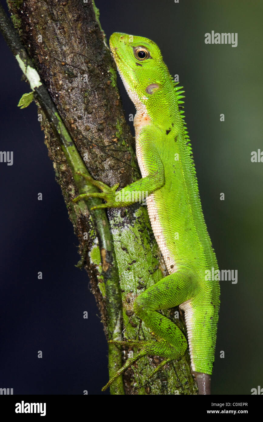 Amazon forest dragon hi-res stock photography and images - Alamy