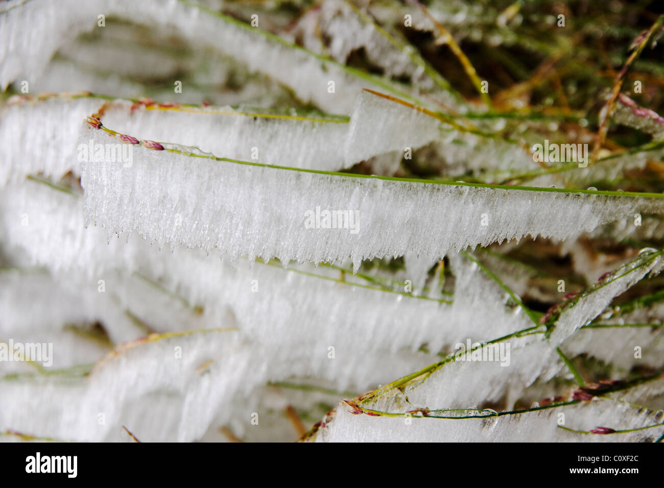 Ice and Grass Stock Photo - Alamy