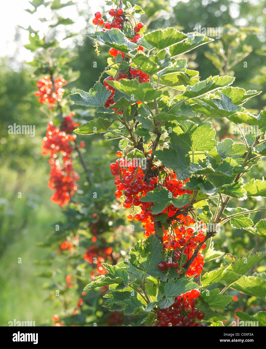 Red currant bush hi-res stock photography and images - Alamy