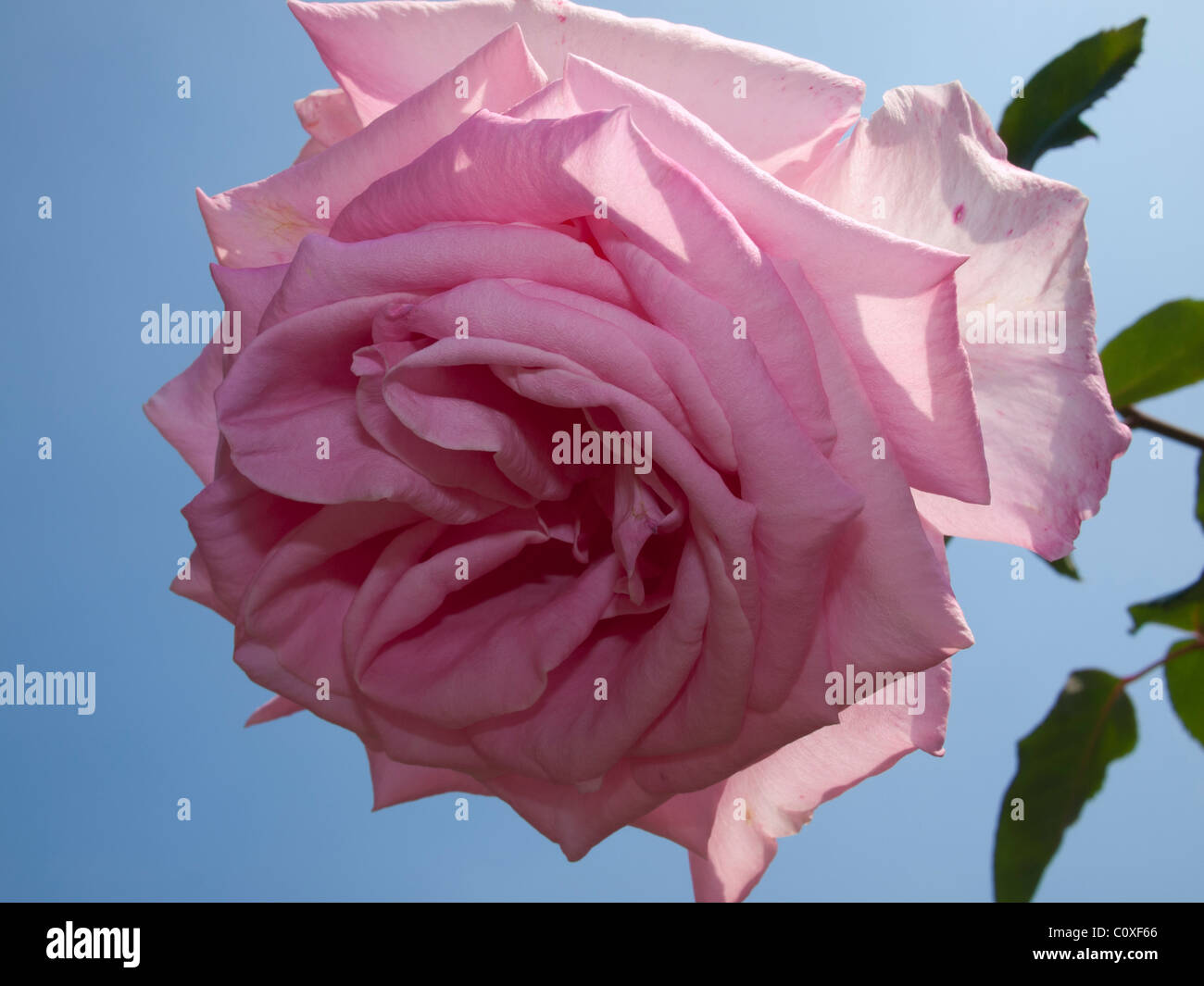 Big pink rose with a blue sky background Stock Photo - Alamy