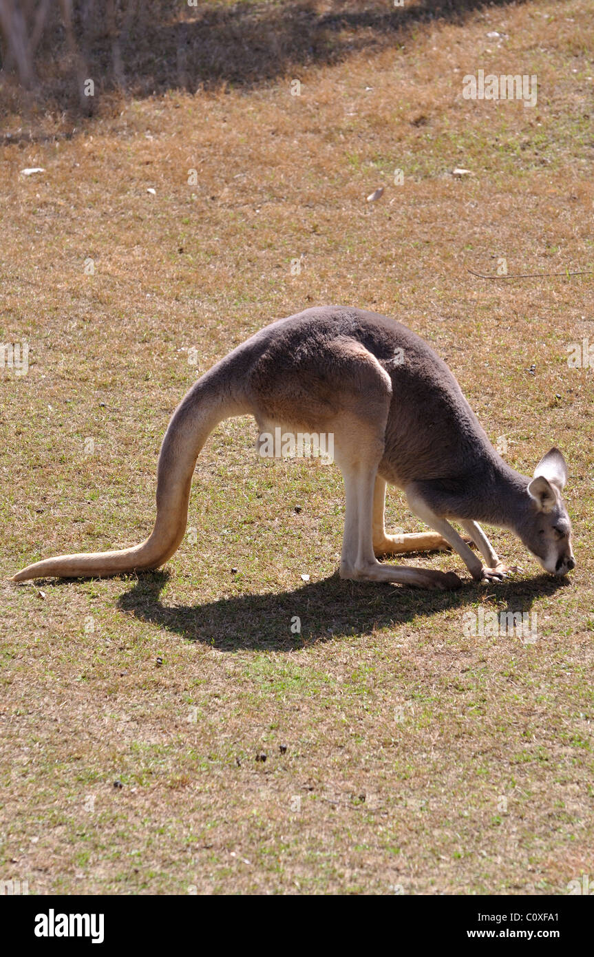 Red Australian Kangaroo Stock Photo - Alamy