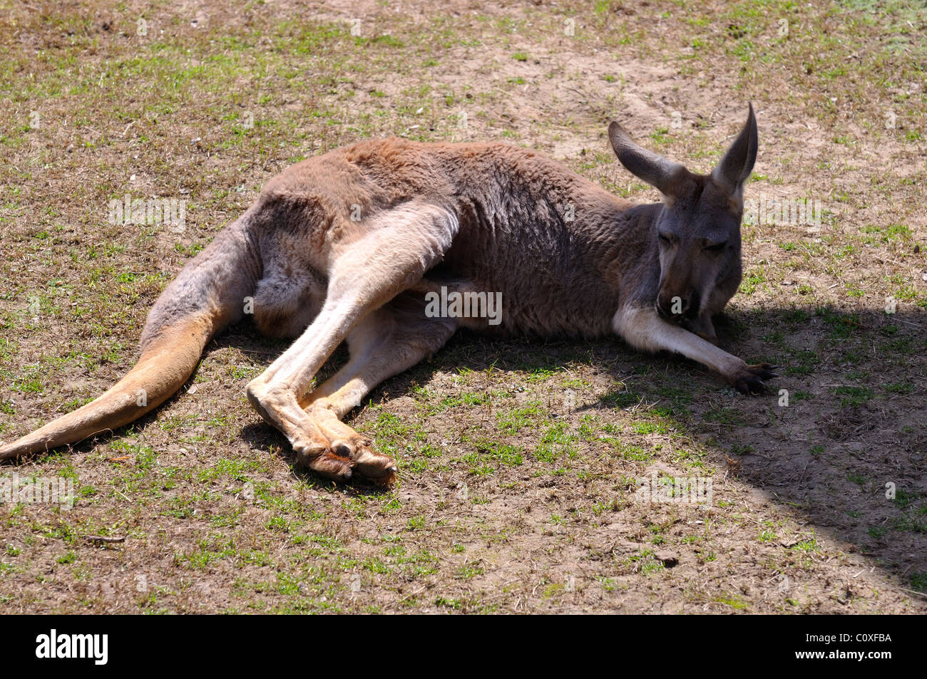 Red Australian Kangaroo Stock Photo - Alamy