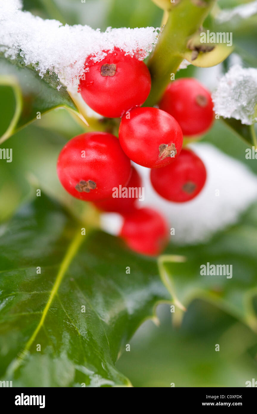 Snow on red holly berries Stock Photo - Alamy