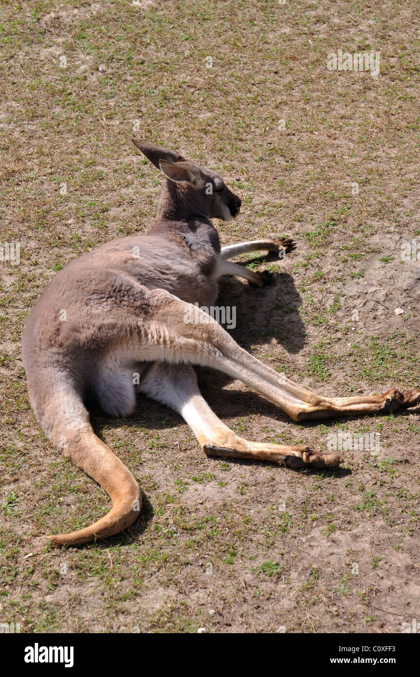 Red Australian Kangaroo Stock Photo - Alamy