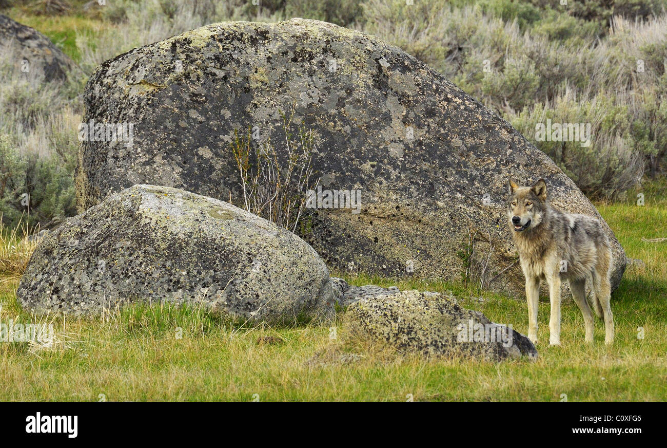 George wolf hi-res stock photography and images - Alamy