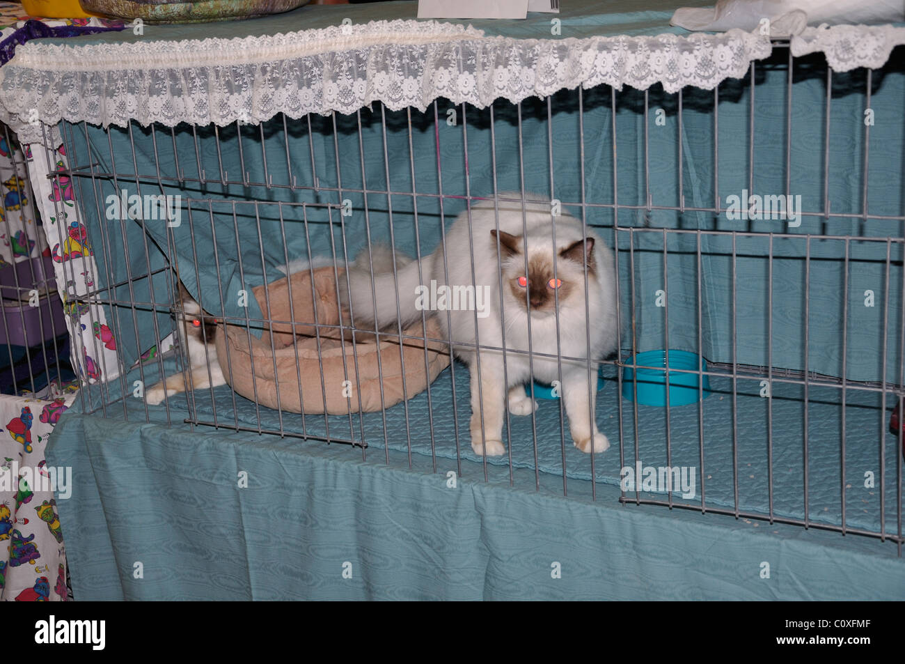 Cat show cats cage waco hi-res stock photography and images - Alamy