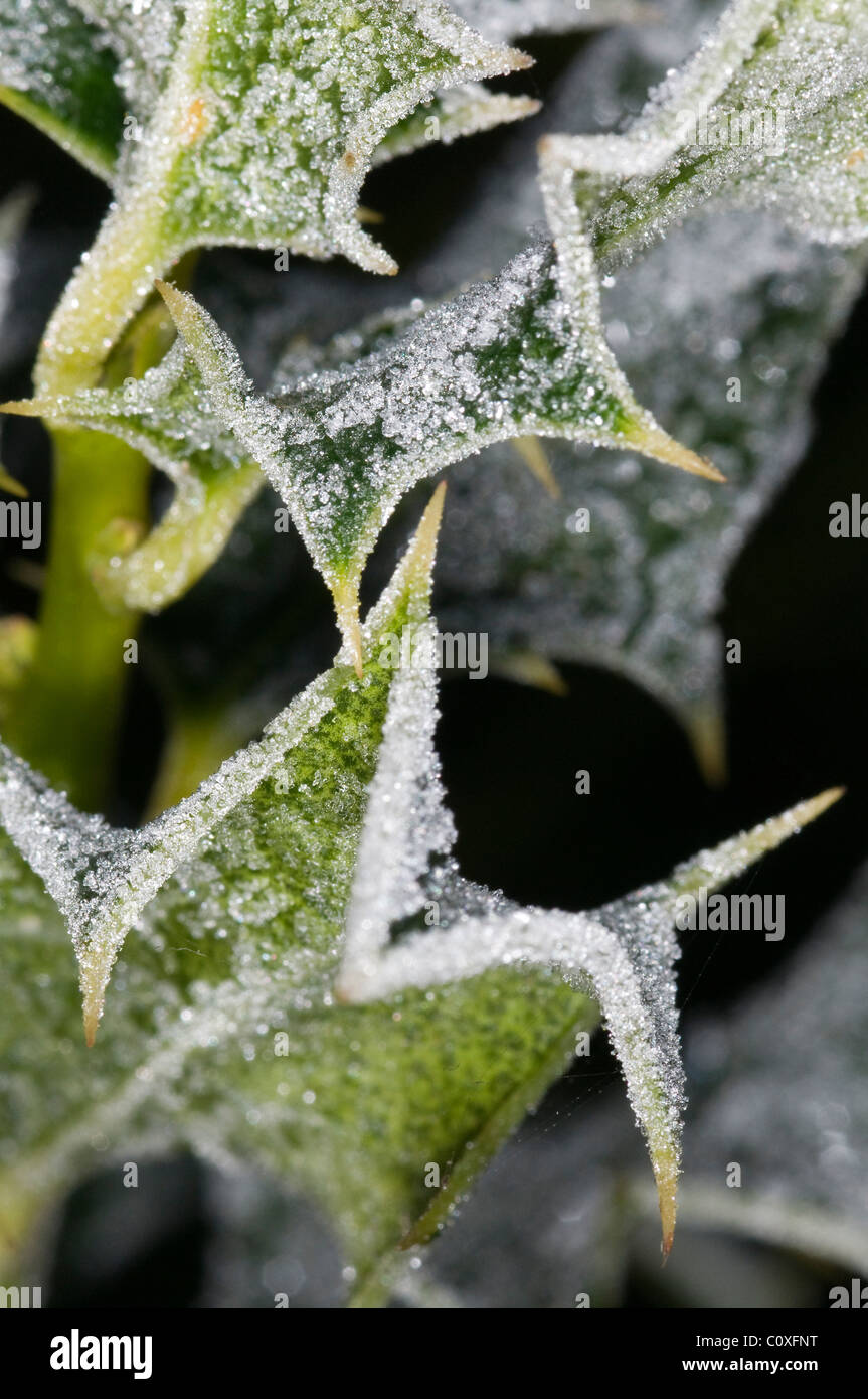 Frost spikes hi-res stock photography and images - Alamy