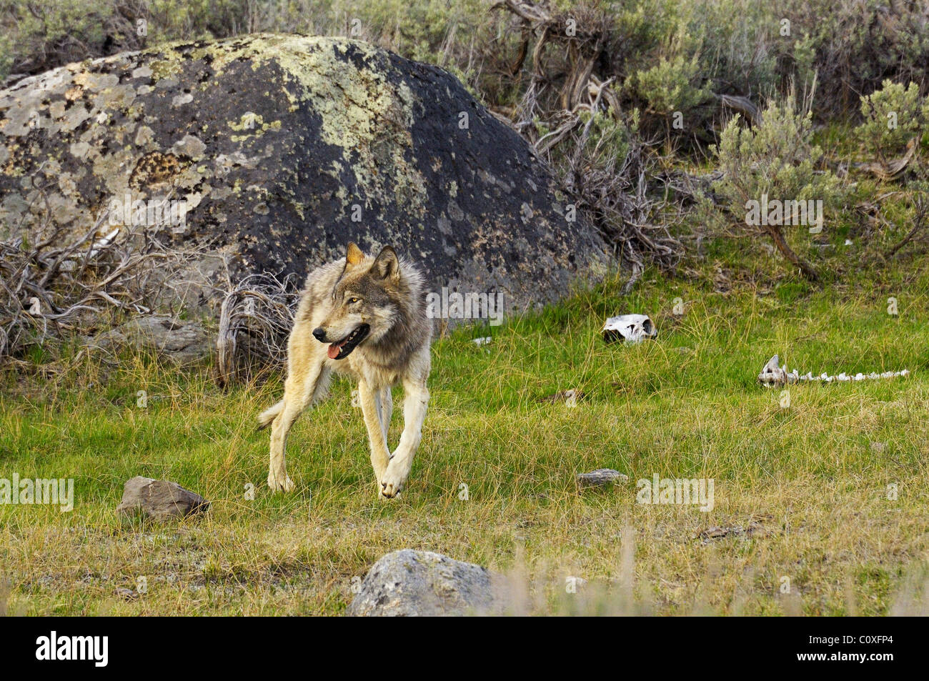 Gray Wolf and White Bones Stock Photo - Alamy