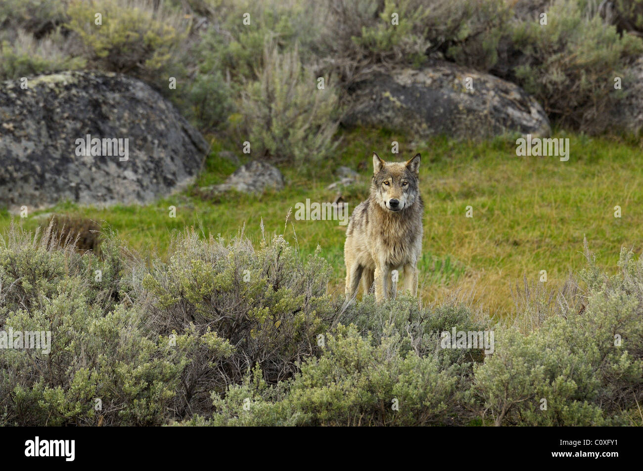 Wolf stares into the camera Stock Photo - Alamy
