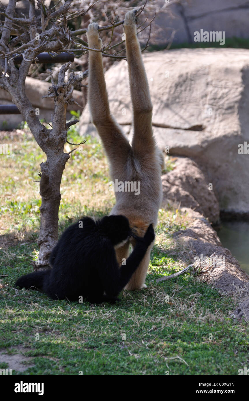 Northern White-cheeked Gibbons playing (male sniffing female's butt ...
