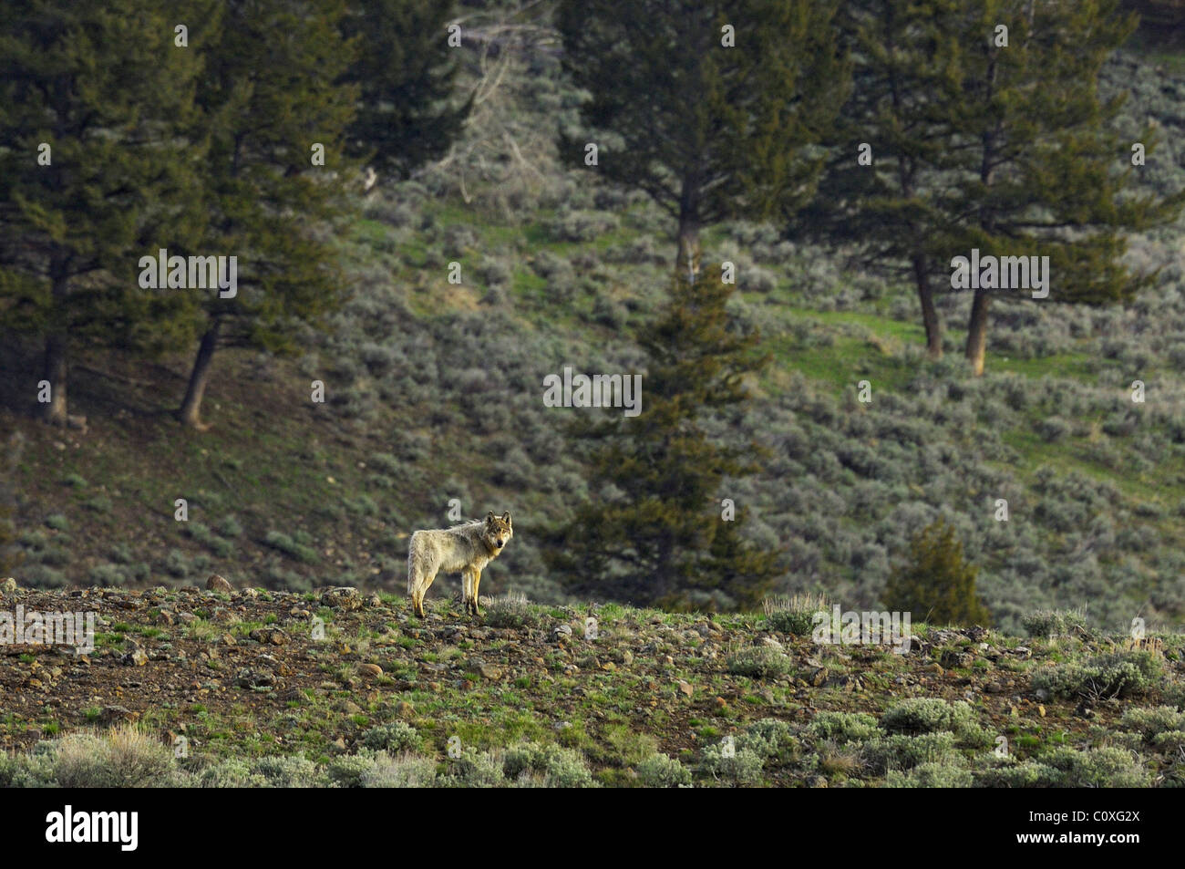 Yellowstone Gray Wolf High Resolution Stock Photography and Images - Alamy