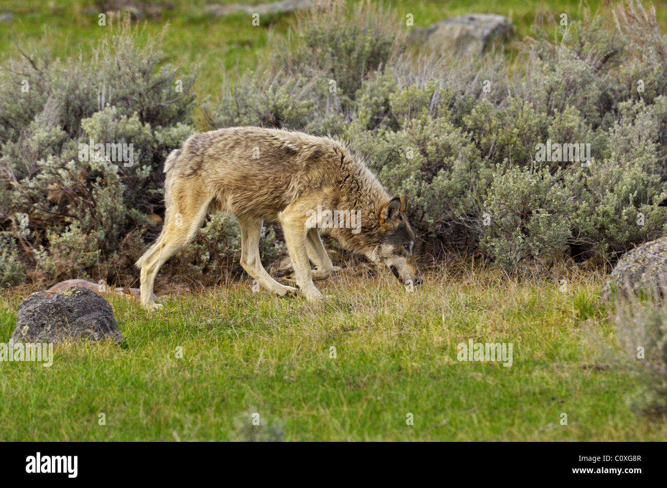 Gray Wolf Sniffing Stock Photo - Alamy