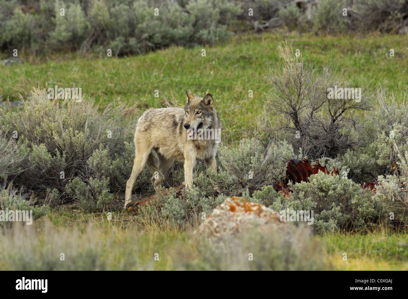 Yellowstone wolf elk hi-res stock photography and images - Alamy