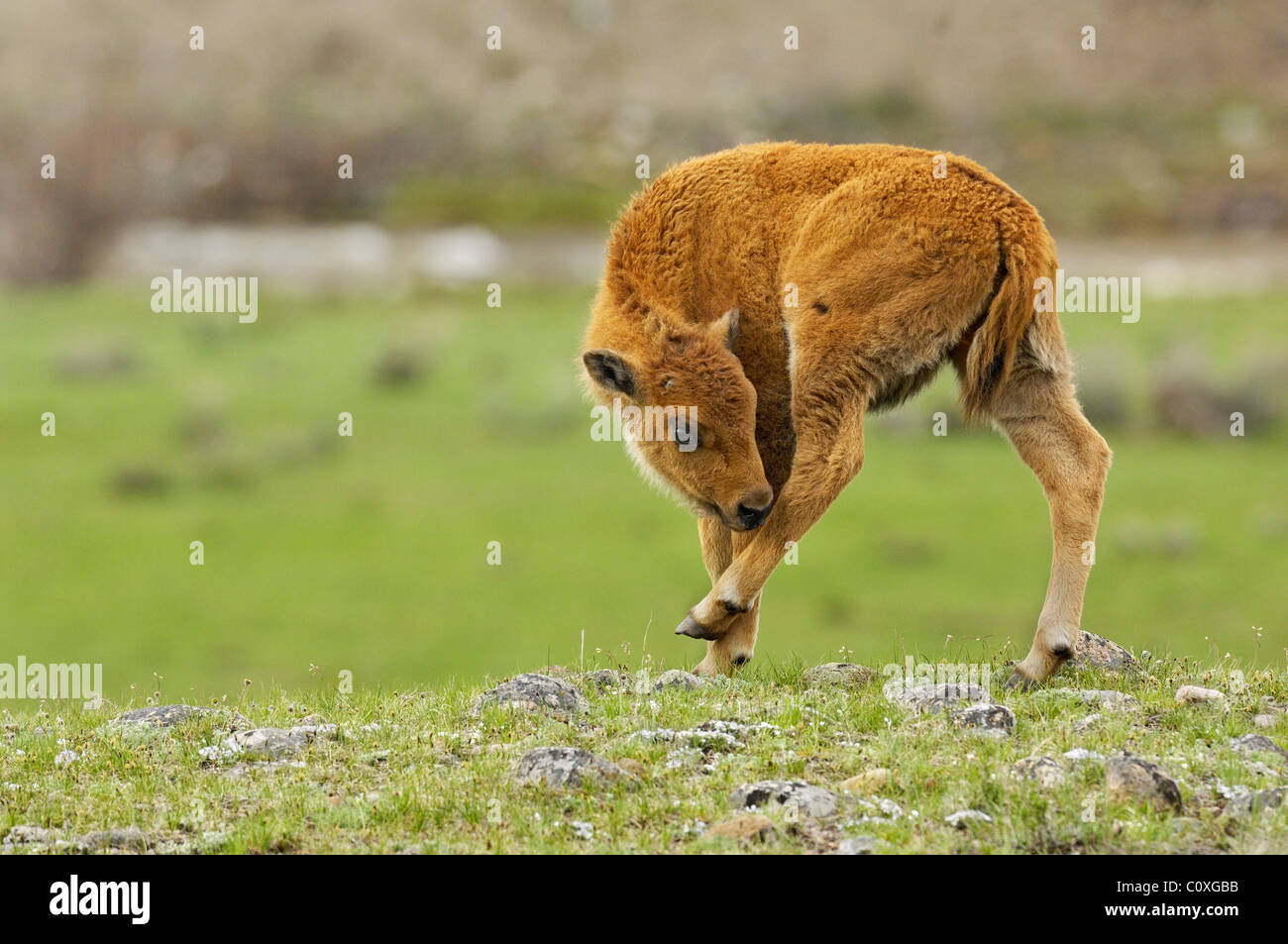 Cute baby buffalo Stock Photo - Alamy