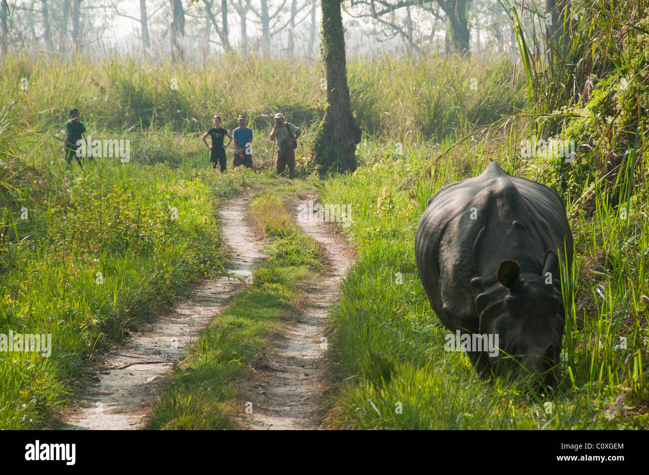 One Horned Asian rhinoceros in Chitwan National Park, Nepal Stock Photo ...