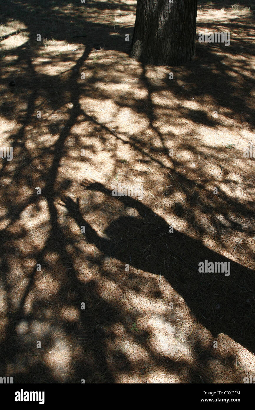 shadow of woman standing in forest Stock Photo - Alamy