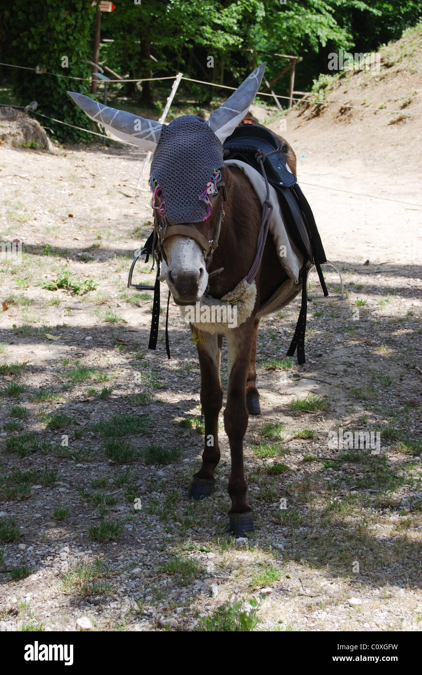 donkey in the nature Stock Photo - Alamy