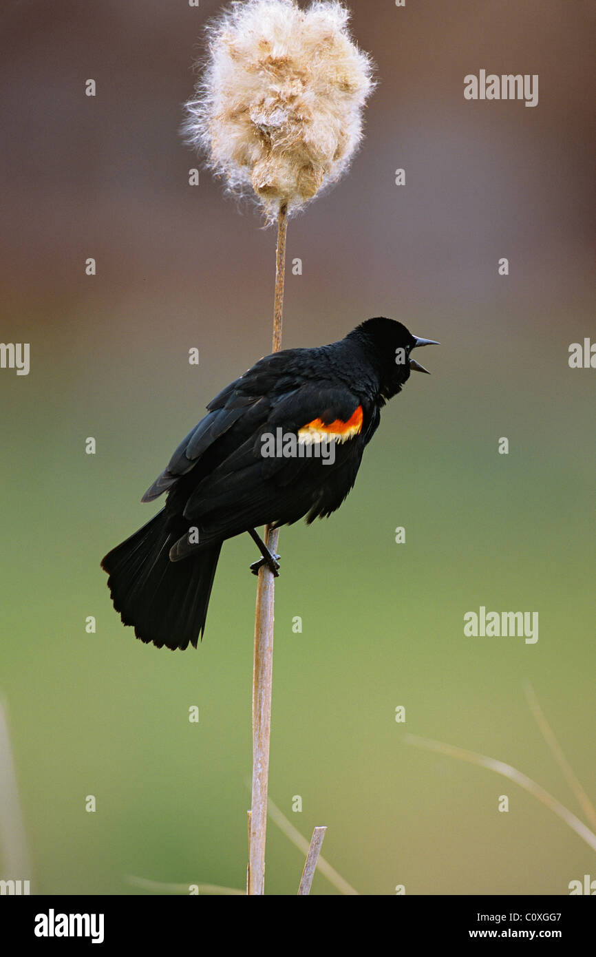Red-winged Blackbird Singing Stock Photo - Alamy