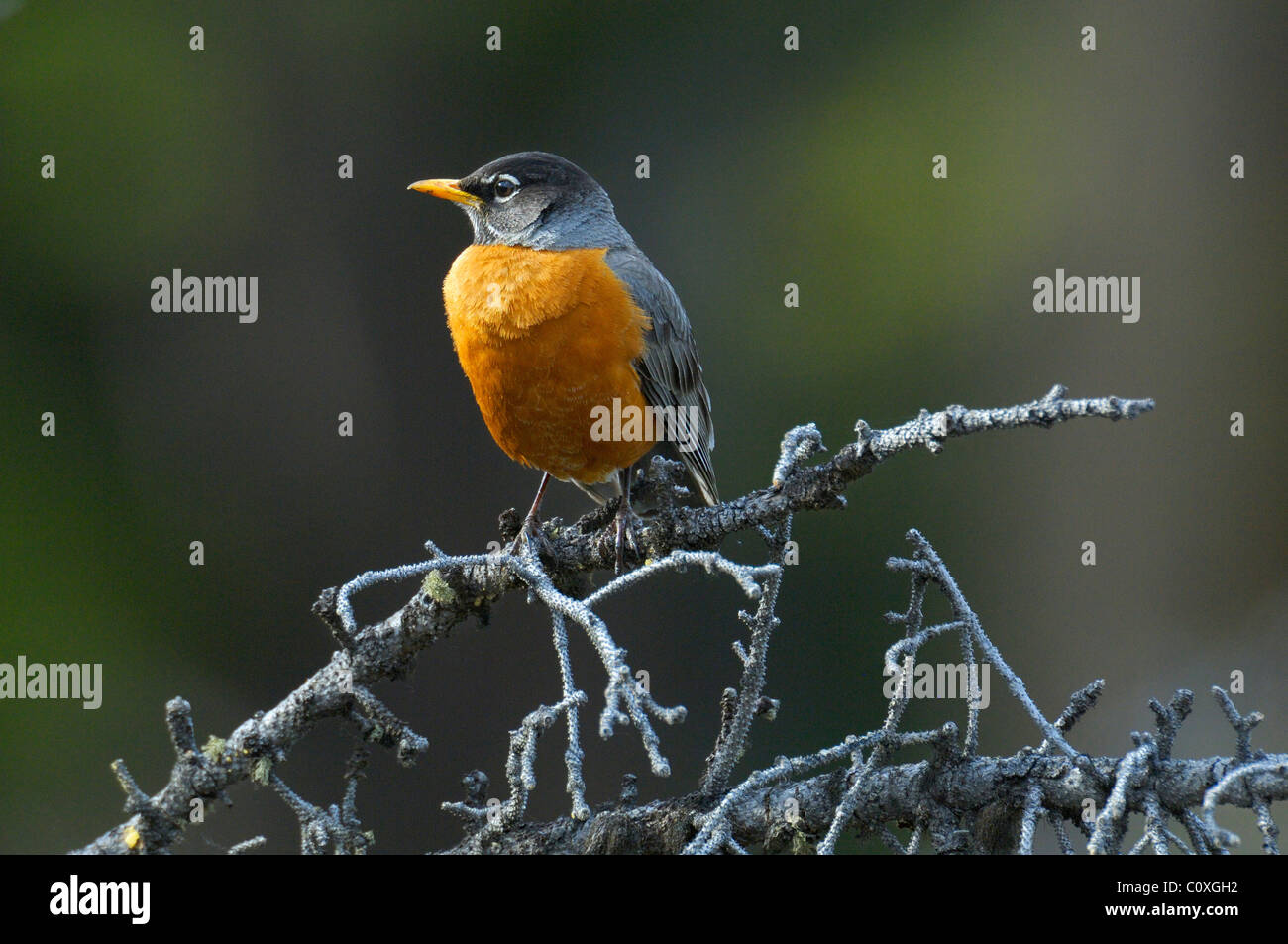 American Robin in beautiful light Stock Photo - Alamy